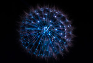 Biofluorescence: A hidden form of communication in nature - Pathmakers